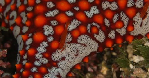 Emperor Shrimp Living On Starfish Sea Stock Footage Video (100% Royalty ...