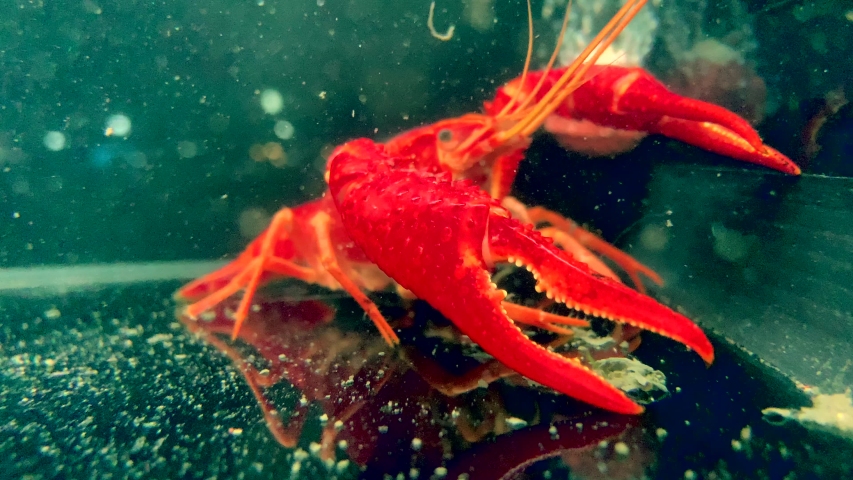 beautiful colorful crayfish shrimp walking fish Stock Footage Video ...