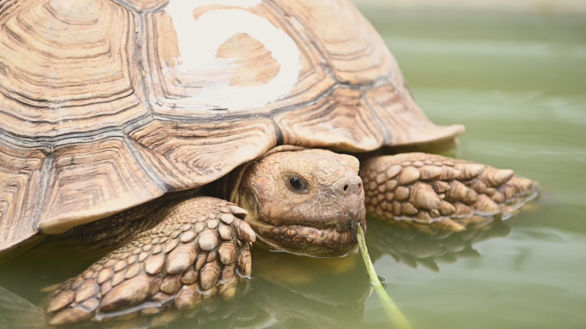 Closeup of Aged African Spurred Stock Footage Video (100% Royalty-free ...