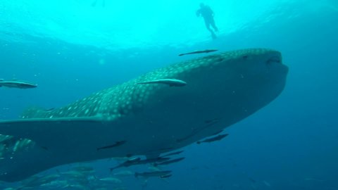 Great White Shark Swimming Turning Towards Stock Footage Video (100% ...