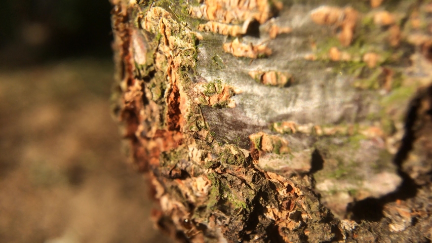 Fast Moving Ants On Tree. Stock Footage Video (100% Royalty-free ...