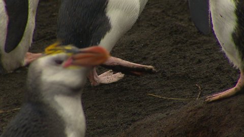 castration scene documentary film "the farmer" Stock Footage Video (100 ...
