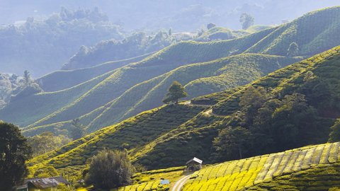 4k Timelapse Sunrise Tea Plantation Cameron Stock Footage Video (100% ...