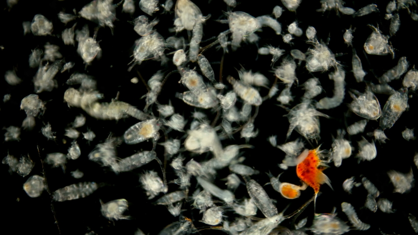 zooplankton black sea under microscope different Stock Footage Video ...