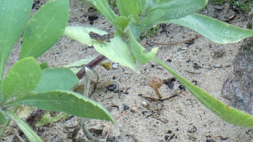 Toad Grasshopper Stock Video Footage - 4K and HD Video Clips | Shutterstock