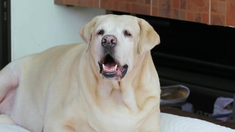 Fat Labrador Retriever Dog 9 Years Stock Footage Video (100% Royalty ...