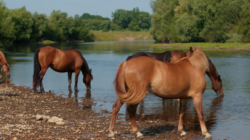 very many pretty horses brown grazing Stock Footage Video (100% Royalty ...