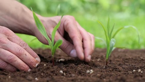 Farmers Hand Planting Seeds Soil Rows Stock Photo (Edit Now) 1653108823