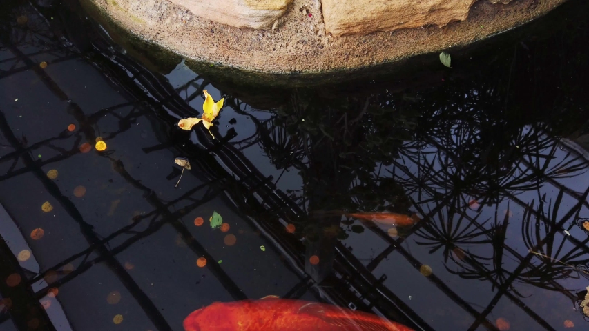 Koi Fish Swimming in Indoor Pond image - Free stock photo - Public ...