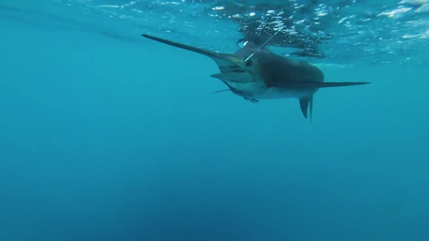Atlantic Blue Marlin Stock Video Footage - 4K and HD Video Clips ...