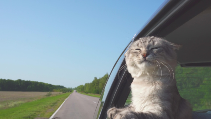 Satisfied Cat Rides By Car Stock Footage Video (100% Royalty-free ...