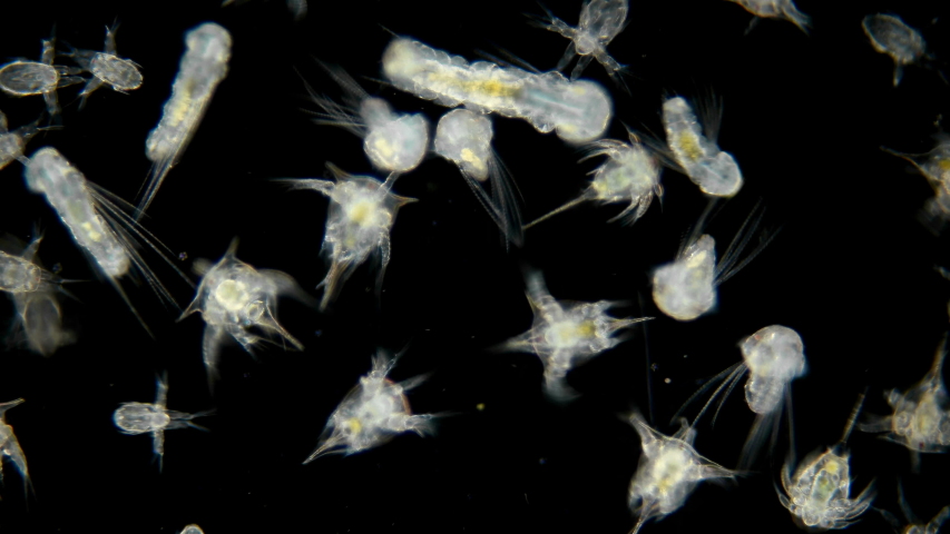 black sea plankton zooplankton under microscope: video stock (100% ...
