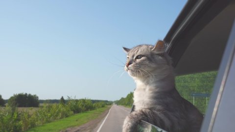 22 Head cat out car window Stock Video Footage - 4K and HD Video Clips ...