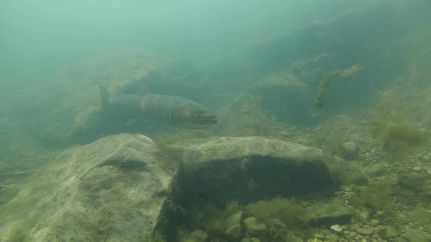 Siberian fish Stock Video Footage - 4K and HD Video Clips | Shutterstock