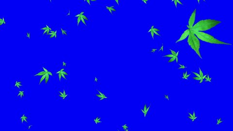 3d Rain Cannabis Buds Falling On Stock Footage Video (100% Royalty-free ...