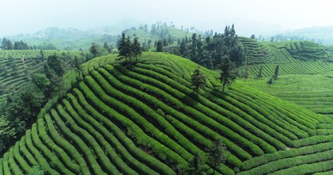 Aerial View Tea Field Mountain Sichuan Stock Footage Video (100% ...