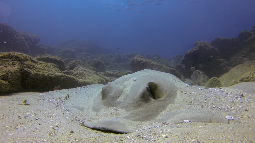 cowtail stingray fantail sting ray bull Stock Footage Video (100% ...