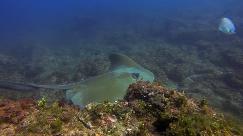 Fantail Sting Ray Cowtail Stingray Bull Stock Footage Video (100% ...