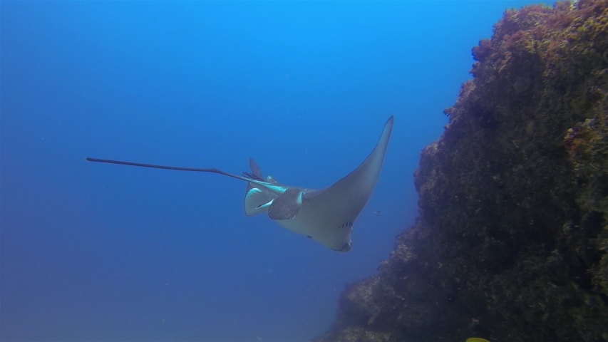 Australian Eagle Ray Stock Video Footage - 4K and HD Video Clips ...