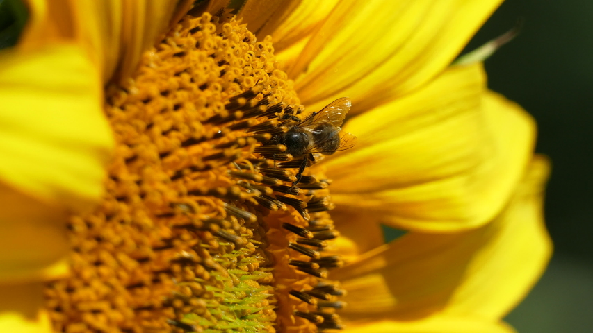 flying honey bee covered pollen collecting Stock Footage Video (100% ...