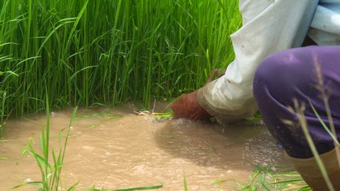 farmer transplant rice seedlings field Stock Footage Video (100% ...