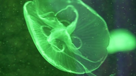 Close Moon Jellyfish Floating Aquarium Pool Stock Footage Video (100% ...