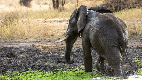African Elephant Walking Tanzanian Savanna Parallax Stock Footage Video ...