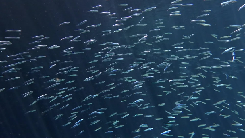 shoal silver fish underwater Stock Footage Video (100% Royalty-free ...
