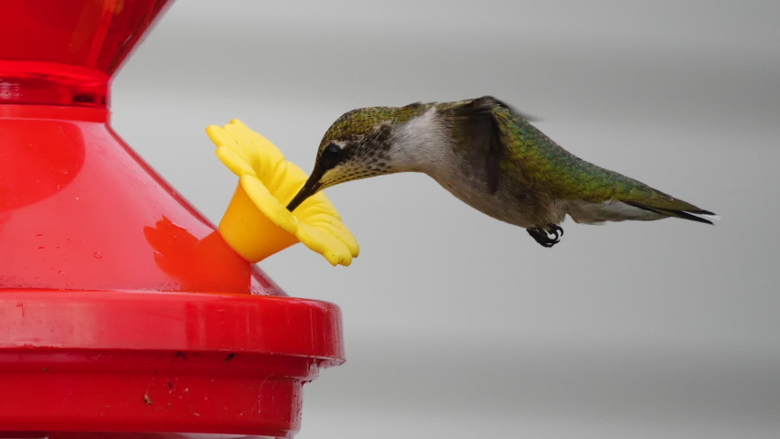 Small Hummingbird flapping its wings image - Free stock photo - Public ...