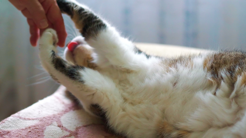 Cat Licking a Hand in 스톡 동영상 비디오(100% 로열티 프리) 1036105373 | Shutterstock