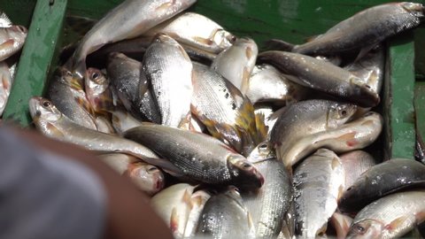 Fish Fisherman Boat Fresh Catch Amazon Stock Footage Video (100% ...