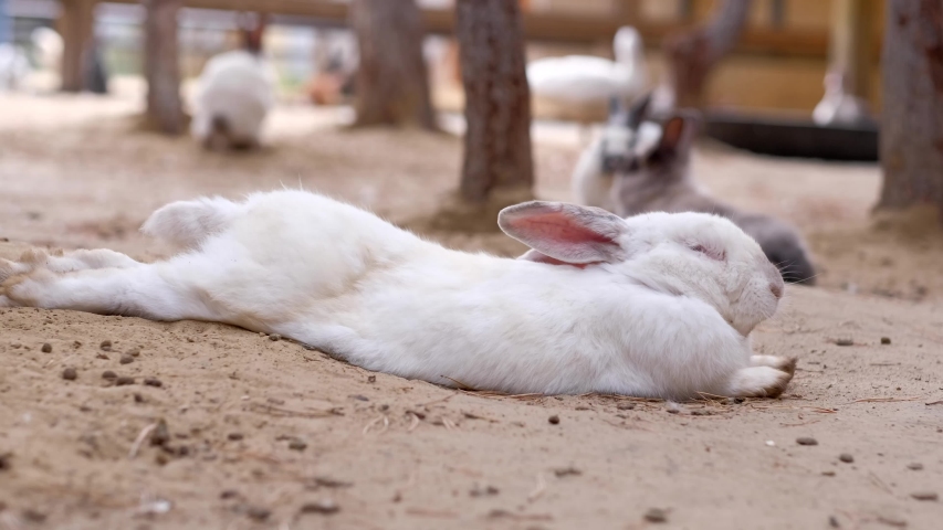 rabbit resting lying on ground farm Stock Footage Video (100% Royalty ...