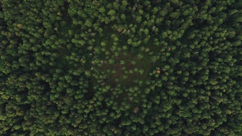 Top View Over Forest Stock Footage Video (100% Royalty-free) 1036174889 ...
