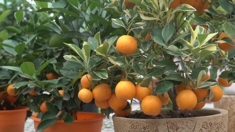 Small Citrus Trees Grown Greenhouse Inhabiting Stock Footage Video (100 ...