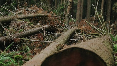 Vancouver British Columbia Forest Pacific Spirit Stock Footage Video ...