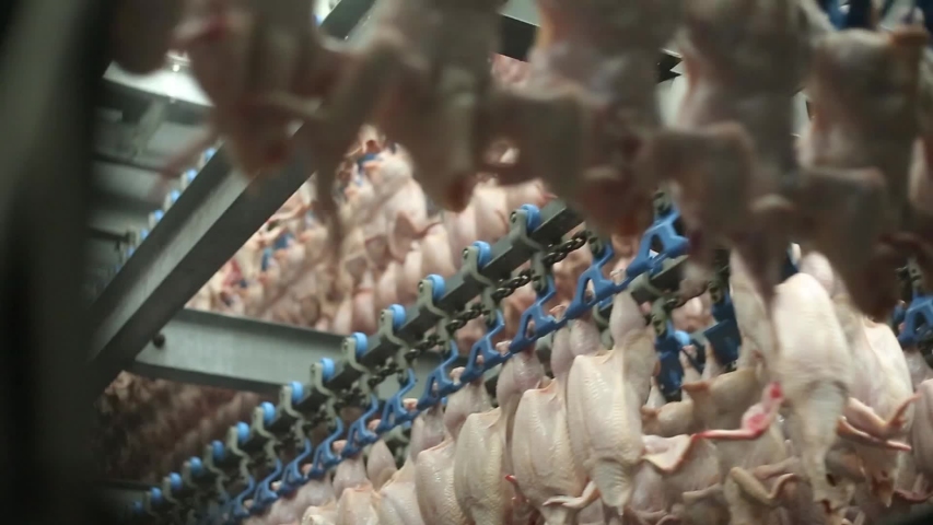 raw chicken hang on conveyor belt Stock Footage Video (100% Royalty ...