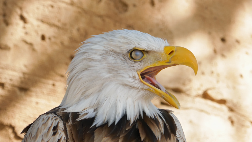 Bald Eagle Head Close-up, Looking Stock Footage Video (100% Royalty ...