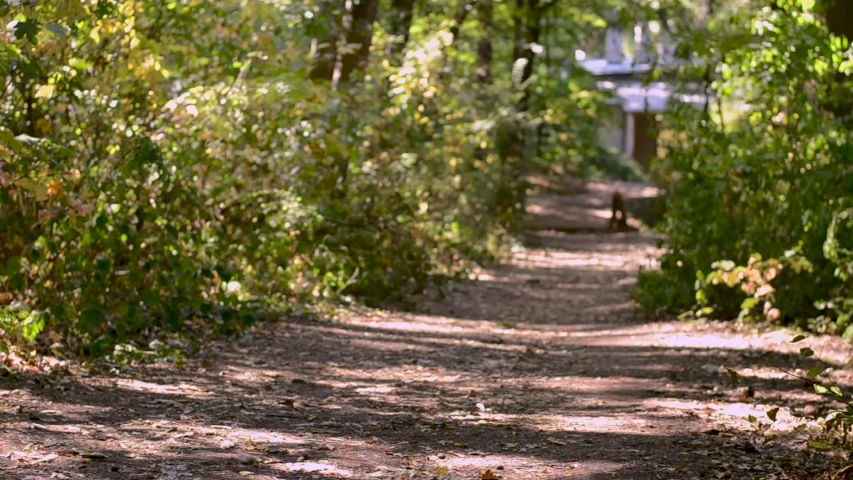 Downward path on the Autumn Trail image - Free stock photo - Public ...