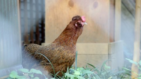 Hen Behind Fence Small Garden Manhattan Stock Footage Video (100% ...