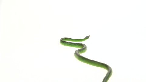 3d Rendering Green Tree Python Clipping Stock Illustration 37101739 ...