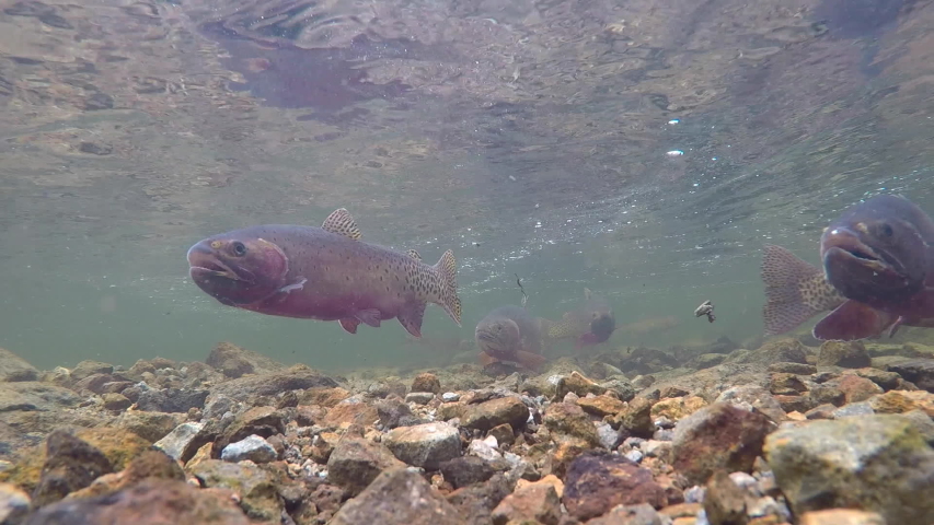 CutThroat trout swimming image - Free stock photo - Public Domain photo ...
