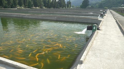 Pools Fish On Trout Farm Fish Stock Footage Video (100% Royalty-free ...