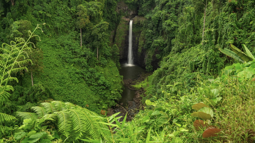 Samoa forest Stock Video Footage - 4K and HD Video Clips | Shutterstock