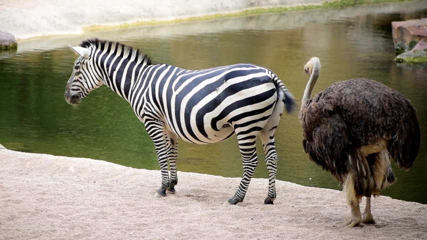 zebra ostrich spending some time together Stock Footage Video (100% ...