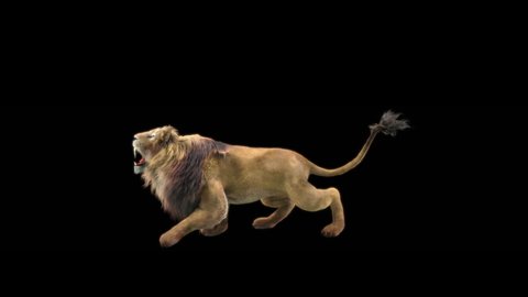 lion cg fur 3d rendering animal Stock Footage Video (100% Royalty-free ...