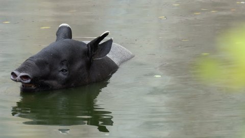 Close Malayan Tapir Water Stock Footage Video (100% Royalty-free ...