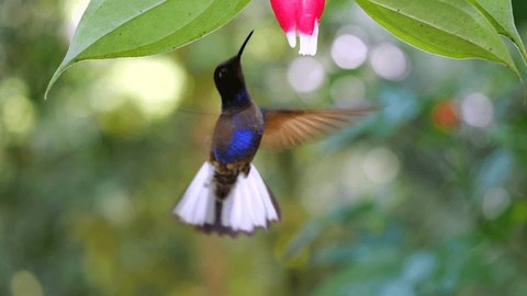 Spring Video Background Light Effects Animated Stock Footage Video (100 ...