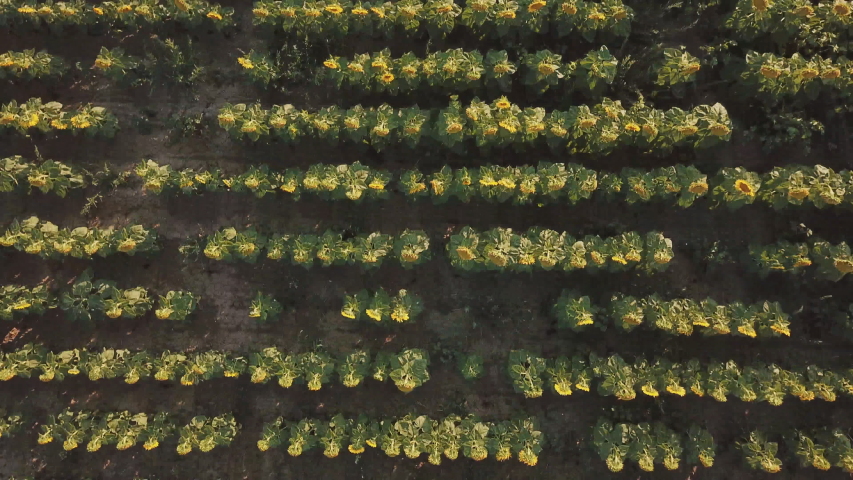 Sunflowers with a Birds-eye View Stock Footage Video (100% Royalty-free ...