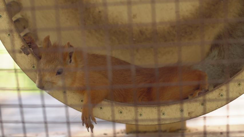 Squirrel Wheel Stock Video Footage - 4K and HD Video Clips | Shutterstock