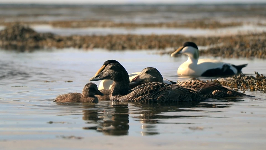 family common eider feeding during sunny Stock Footage Video (100% ...